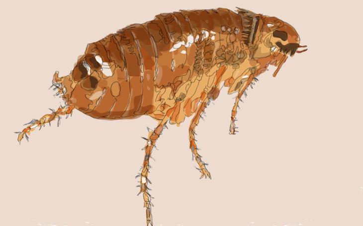 Flöhe - erkennen und richtig behandeln